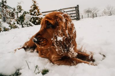 How cold is too cold for a dog to be outside? – VetChick.com